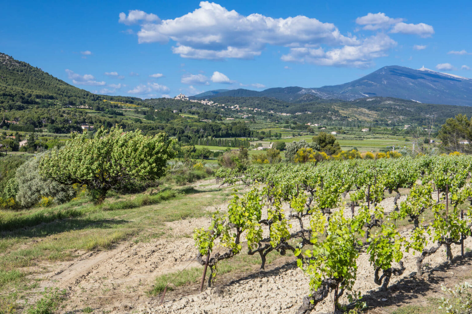 Discover the Ventoux vineyards - Itinerary | Provence Guide