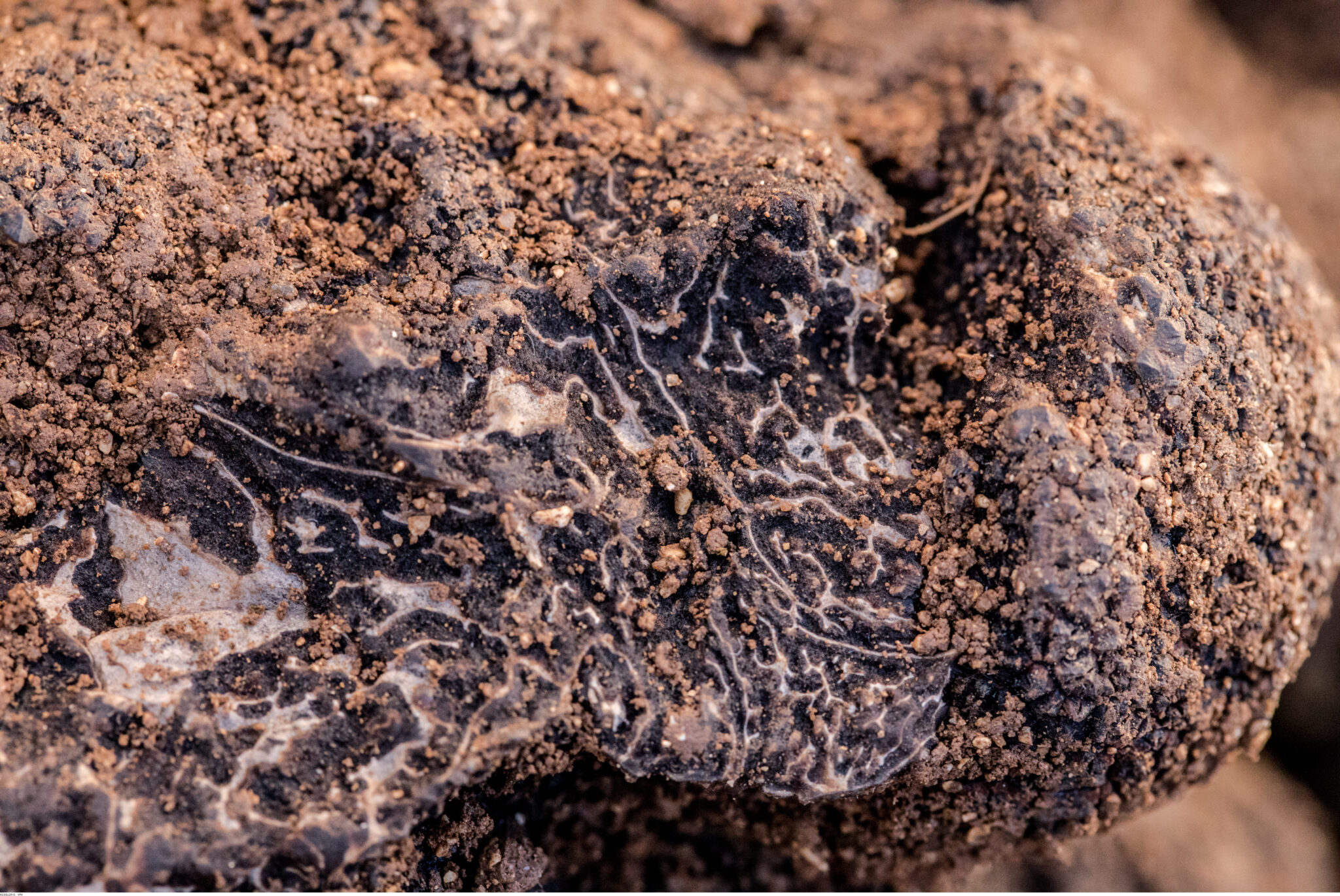 The truffle in Vaucluse: flavours, truffle hunting, tours and stays