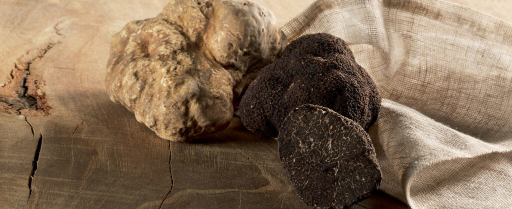 Provence holidays in Avignon, Luberon, Mont Ventoux, South of France